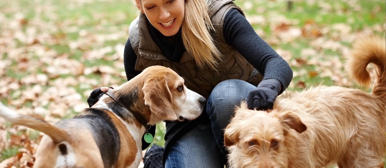 Volunteer Opportunities - Bumblebeast Dog Rescue